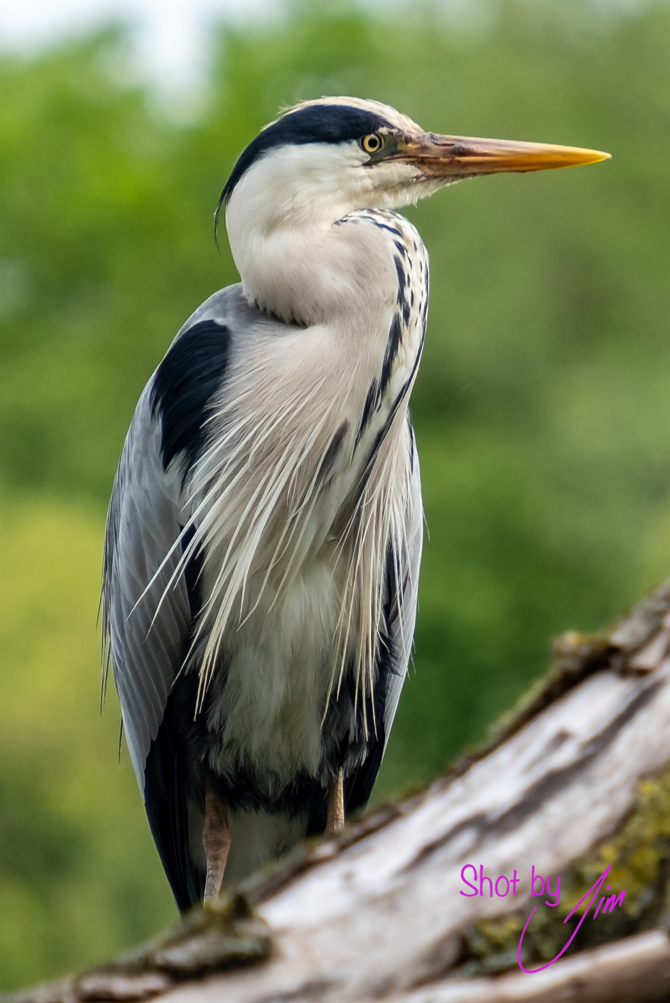 Gallery | Jim Calverley